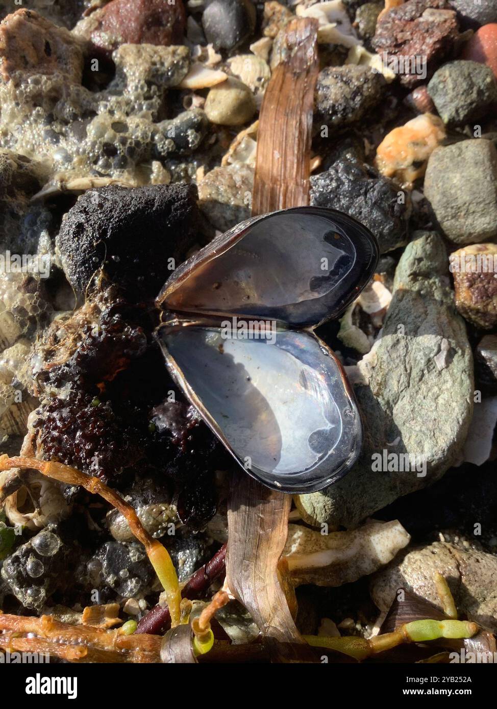Blue Mussel Complex (Mytilus edulis) Mollusca Stock Photo - Alamy