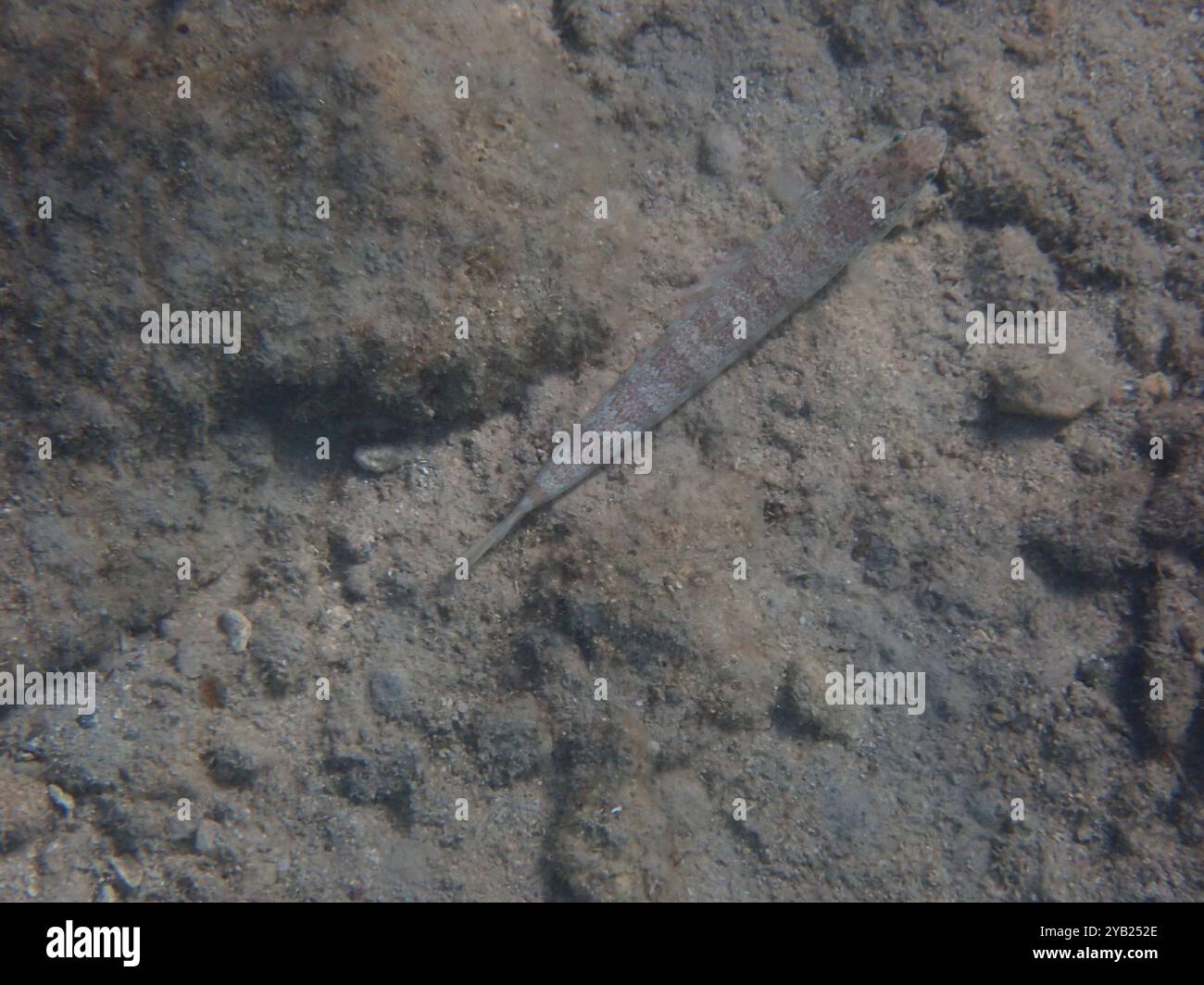 Atlantic Lizardfish (Synodus saurus) Actinopterygii Stock Photo - Alamy