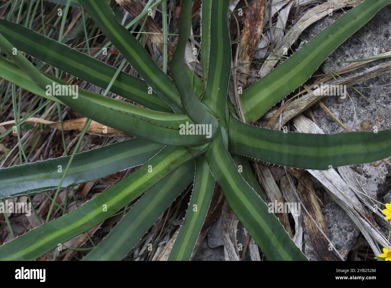 Thorn-crested Agave (Agave univittata) Plantae Stock Photo - Alamy