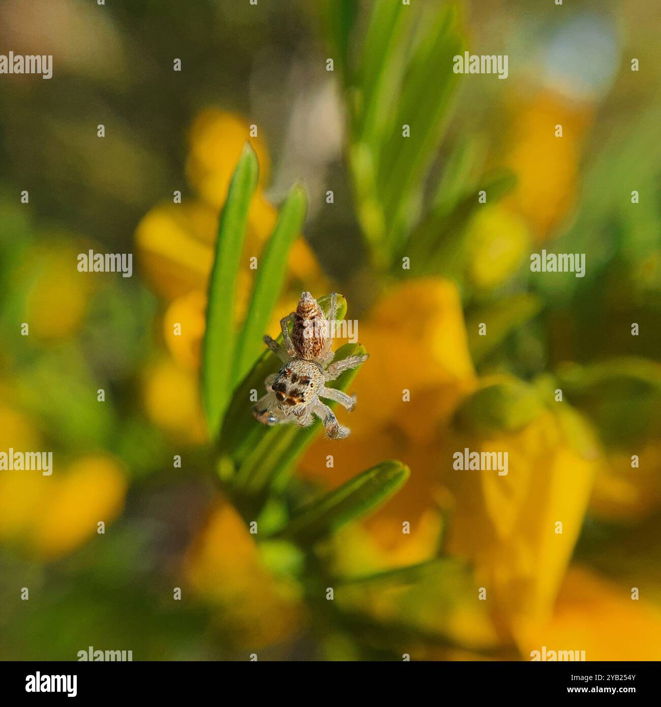 Garden Jumping Spiders (Opisthoncus) Arachnida Stock Photo - Alamy