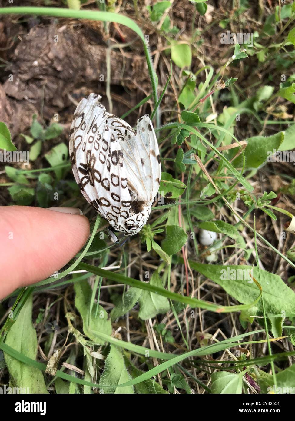 Giant Leopard Moth (Hypercompe scribonia) Insecta Stock Photo - Alamy
