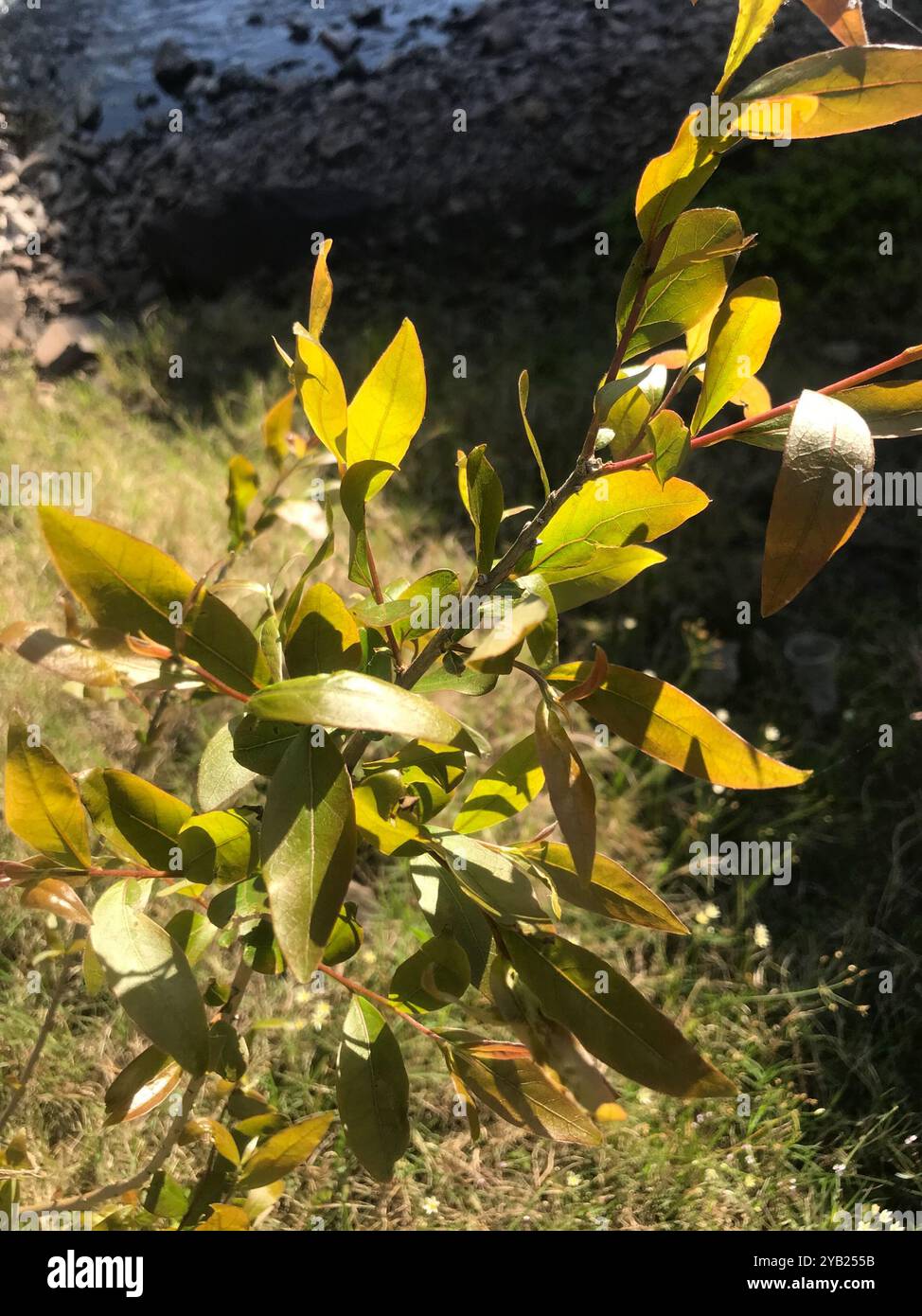 vascular plants (Tracheophyta) Plantae Stock Photo - Alamy