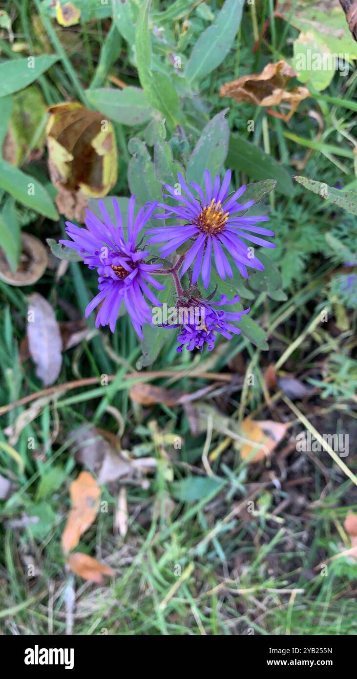 New England aster (Symphyotrichum novae-angliae) Plantae Stock Photo ...