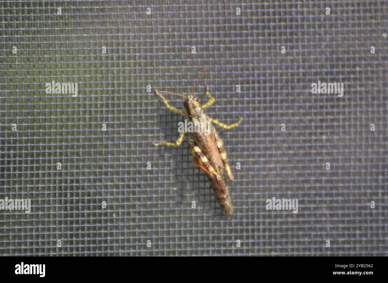 Pine tree Spur-throat Grasshopper (Melanoplus punctulatus) Insecta ...