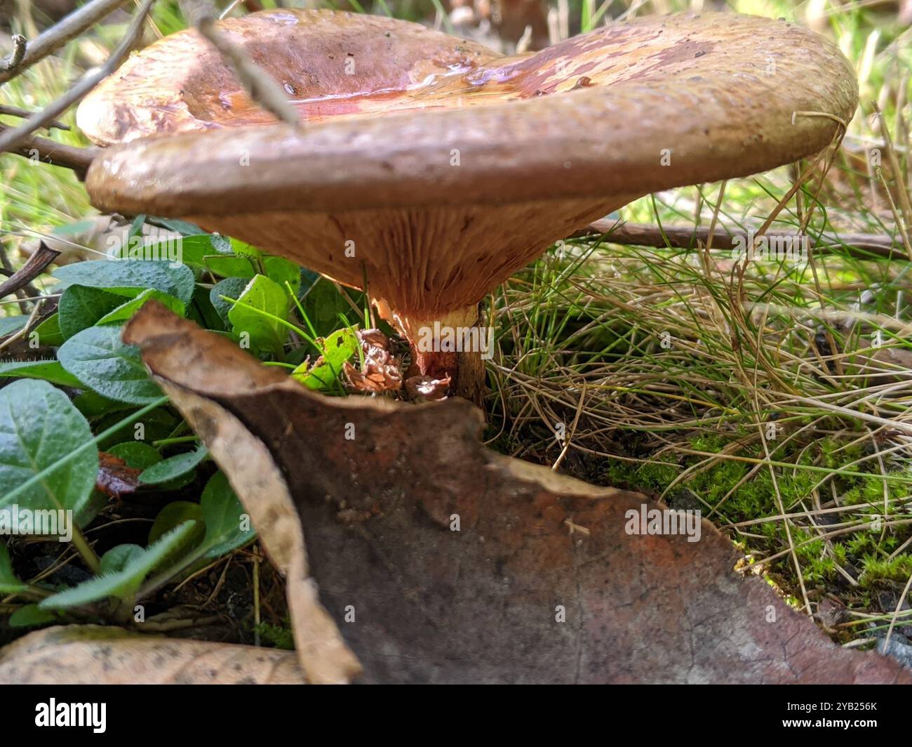 Brown Roll-Rim (Paxillus involutus) Fungi Stock Photo - Alamy