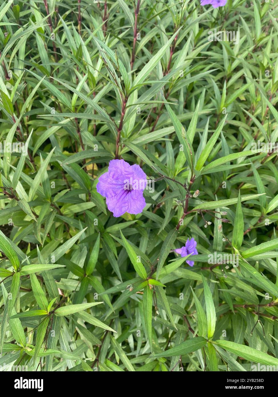 Mexican ruellia (Ruellia simplex) Plantae Stock Photo - Alamy