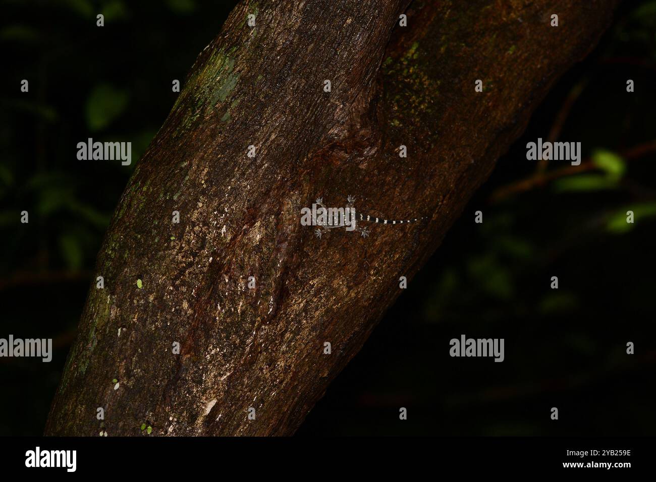 Bombay Leaf-toed Gecko (Hemidactylus prashadi) Reptilia Stock Photo - Alamy