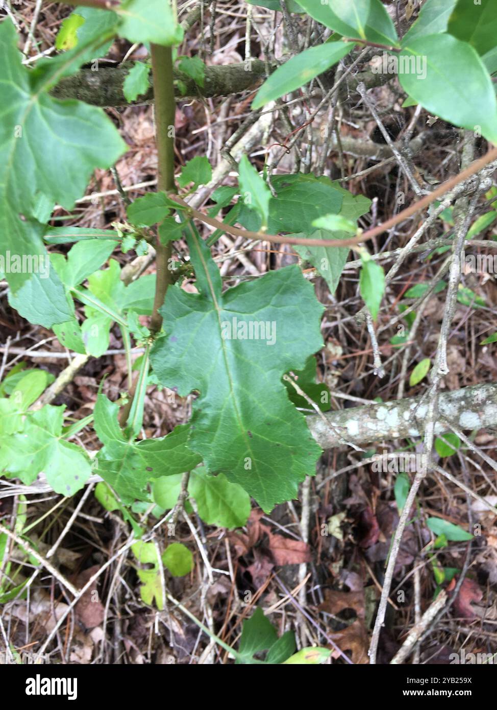 rattlesnake roots (Nabalus) Plantae Stock Photo - Alamy