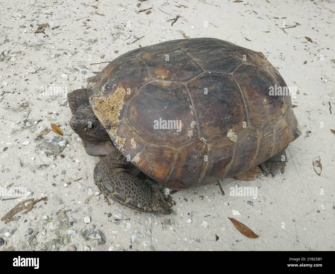 Gopher Tortoise (Gopherus polyphemus) Reptilia Stock Photo - Alamy