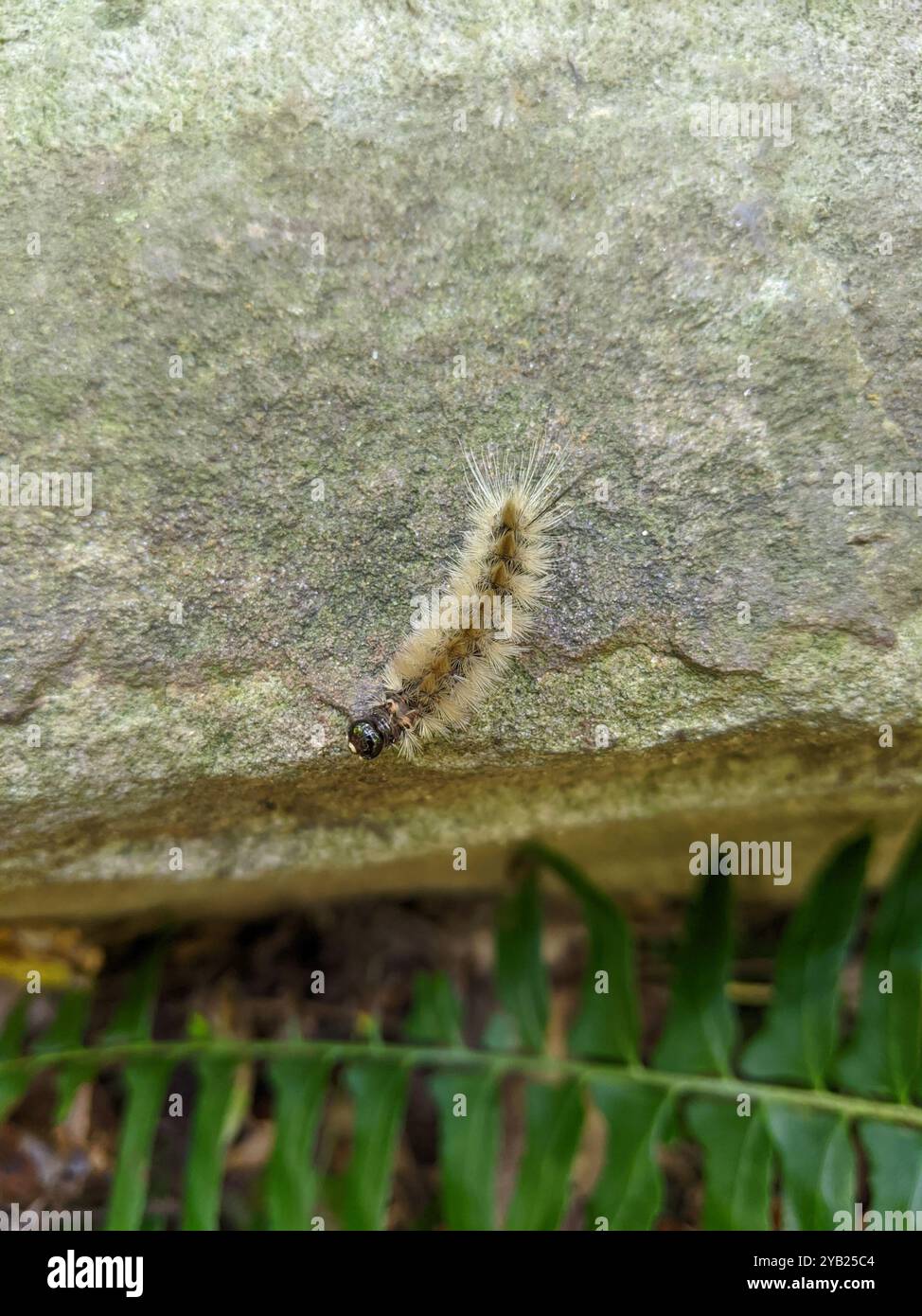 Banded Tussock Moth (Halysidota tessellaris) Insecta Stock Photo - Alamy