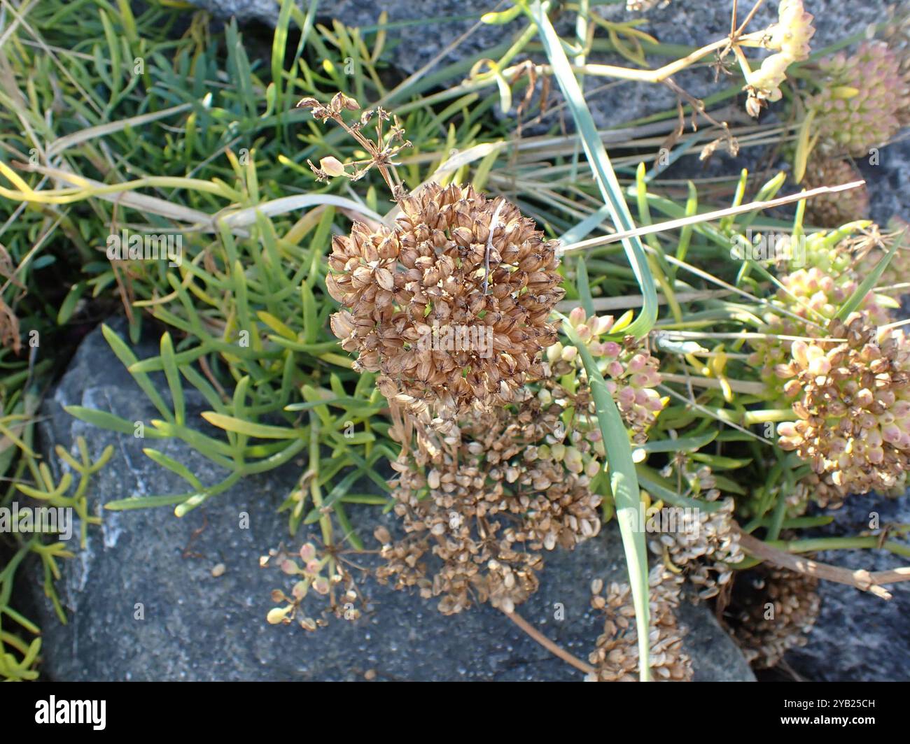 rock samphire (Crithmum maritimum) Plantae Stock Photo - Alamy