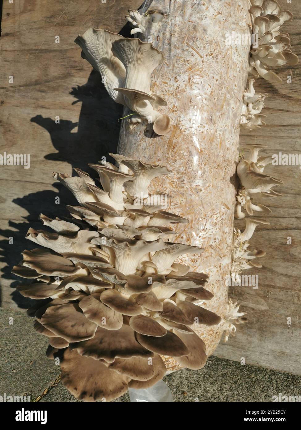 pale oyster (Pleurotus pulmonarius) Fungi Stock Photo - Alamy