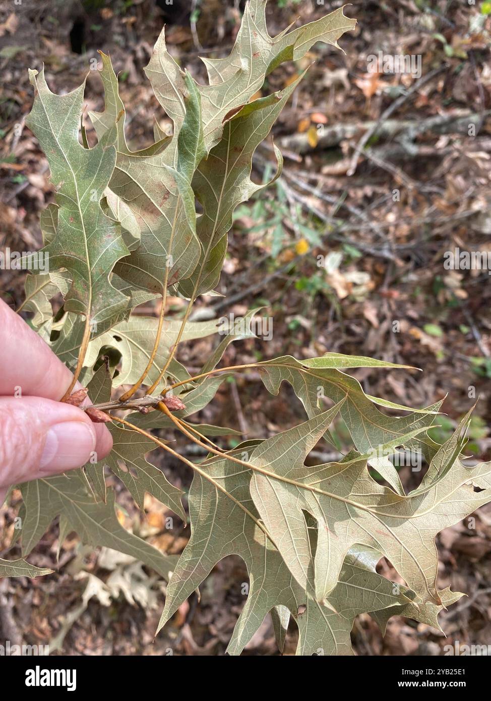 cherrybark oak (Quercus pagoda) Plantae Stock Photo - Alamy