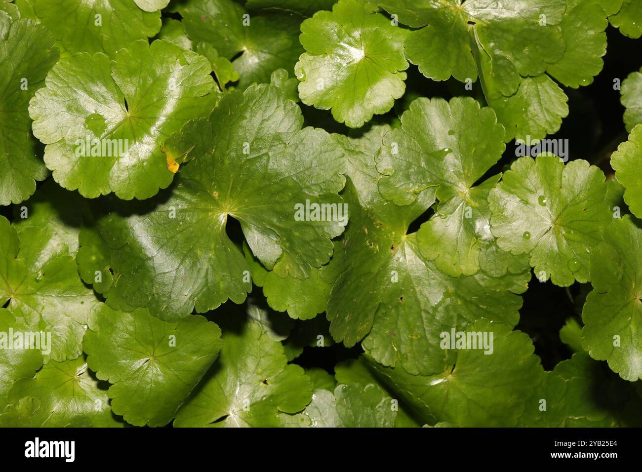 floating marsh pennywort (Hydrocotyle ranunculoides) Plantae Stock ...