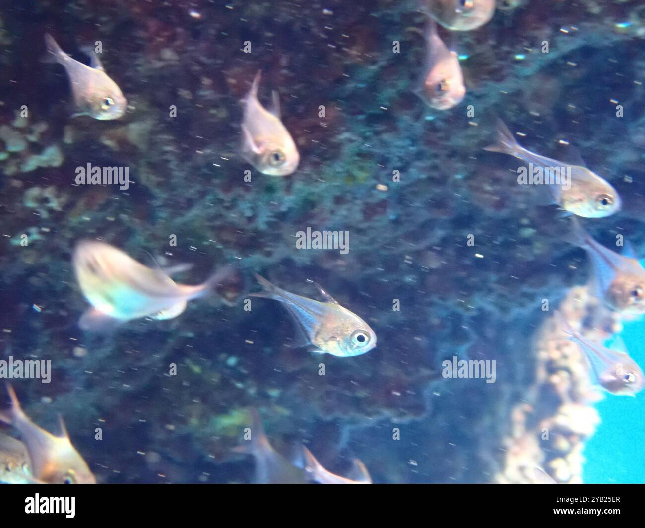 Rhomboid Sweeper (Pempheris rhomboidea) Actinopterygii Stock Photo - Alamy