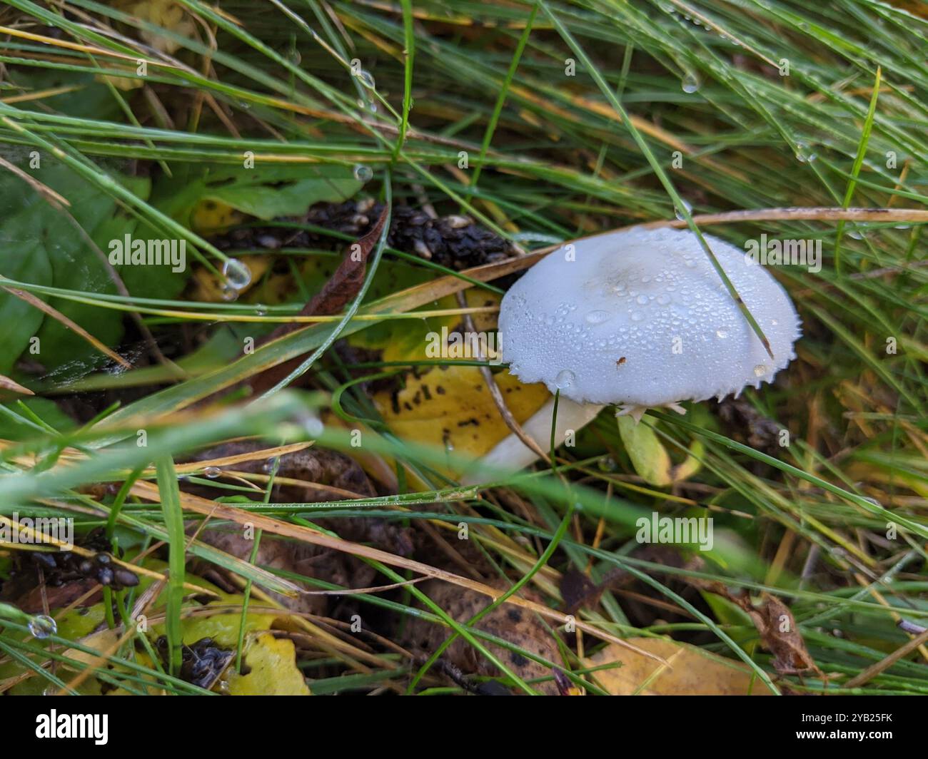 White Dapperling (Leucoagaricus leucothites) Fungi Stock Photo - Alamy