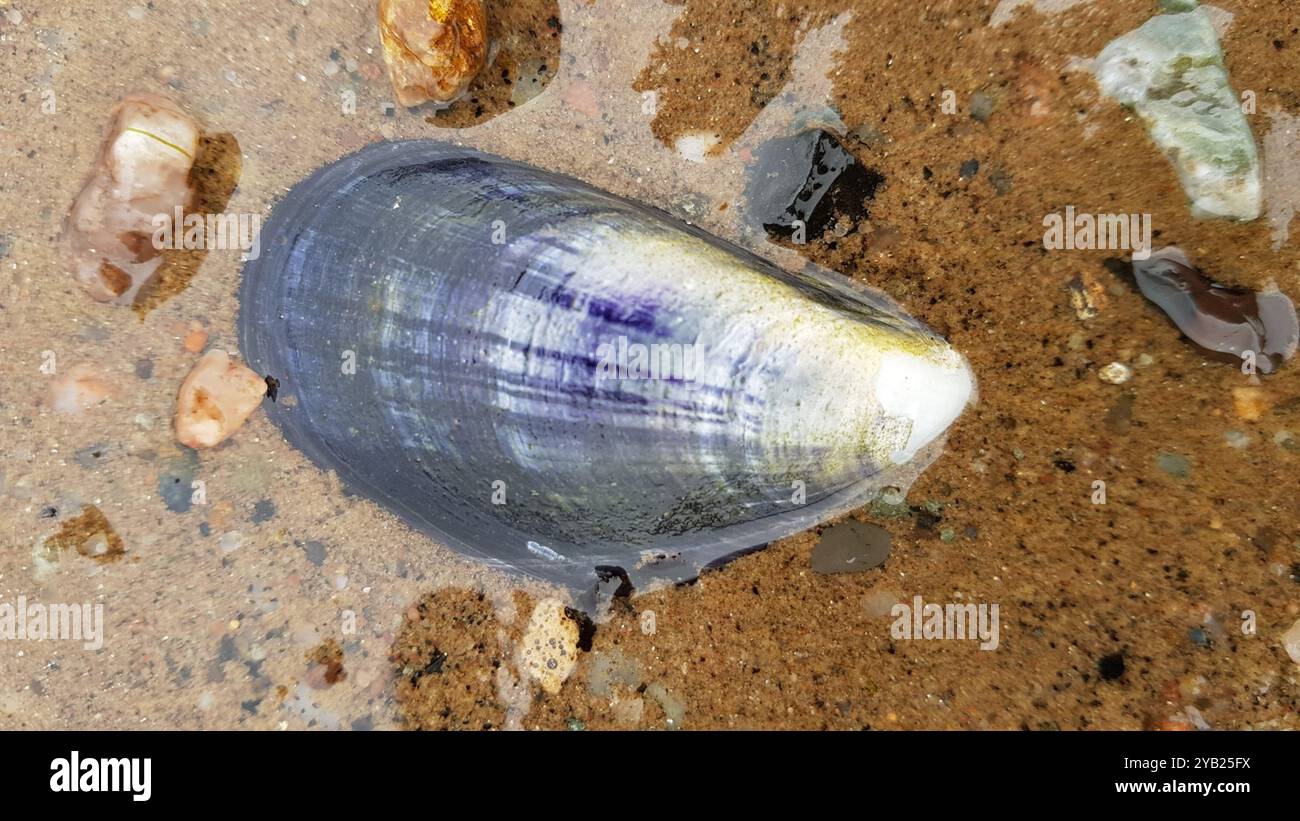 Blue Mussel (Mytilus edulis) Mollusca Stock Photo - Alamy