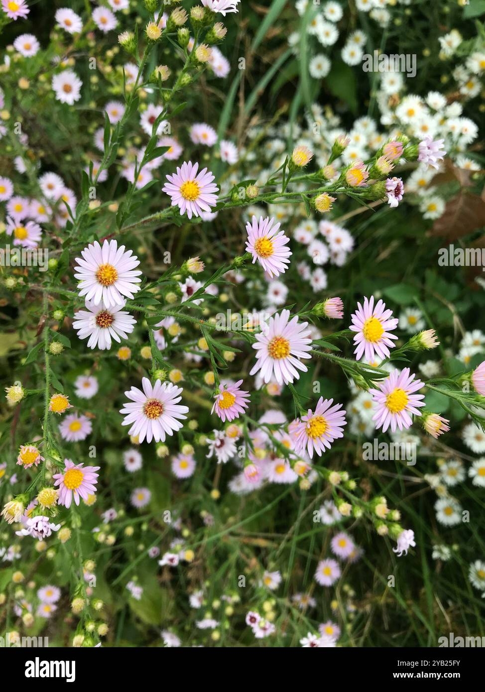 hairy white oldfield aster (Symphyotrichum pilosum) Plantae Stock Photo ...