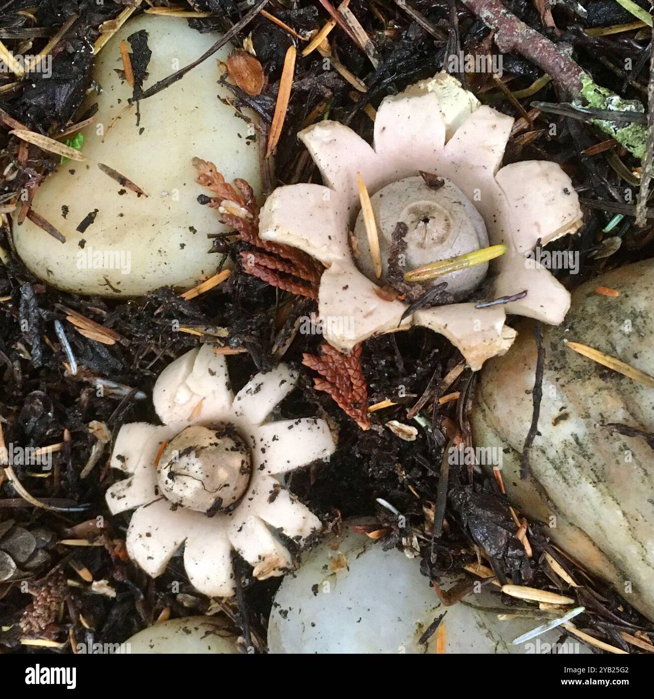 rounded earthstar (Geastrum saccatum) Fungi Stock Photo - Alamy