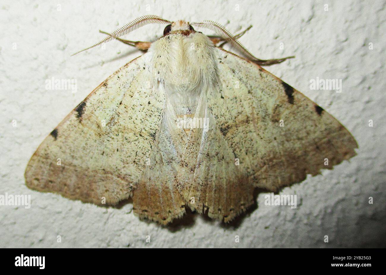 (Hypopyra africana) Insecta Stock Photo - Alamy