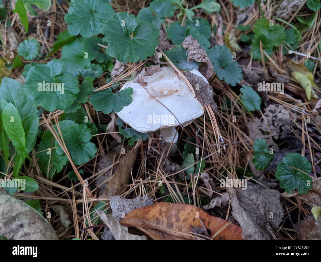 White Dapperling (Leucoagaricus leucothites) Fungi Stock Photo - Alamy