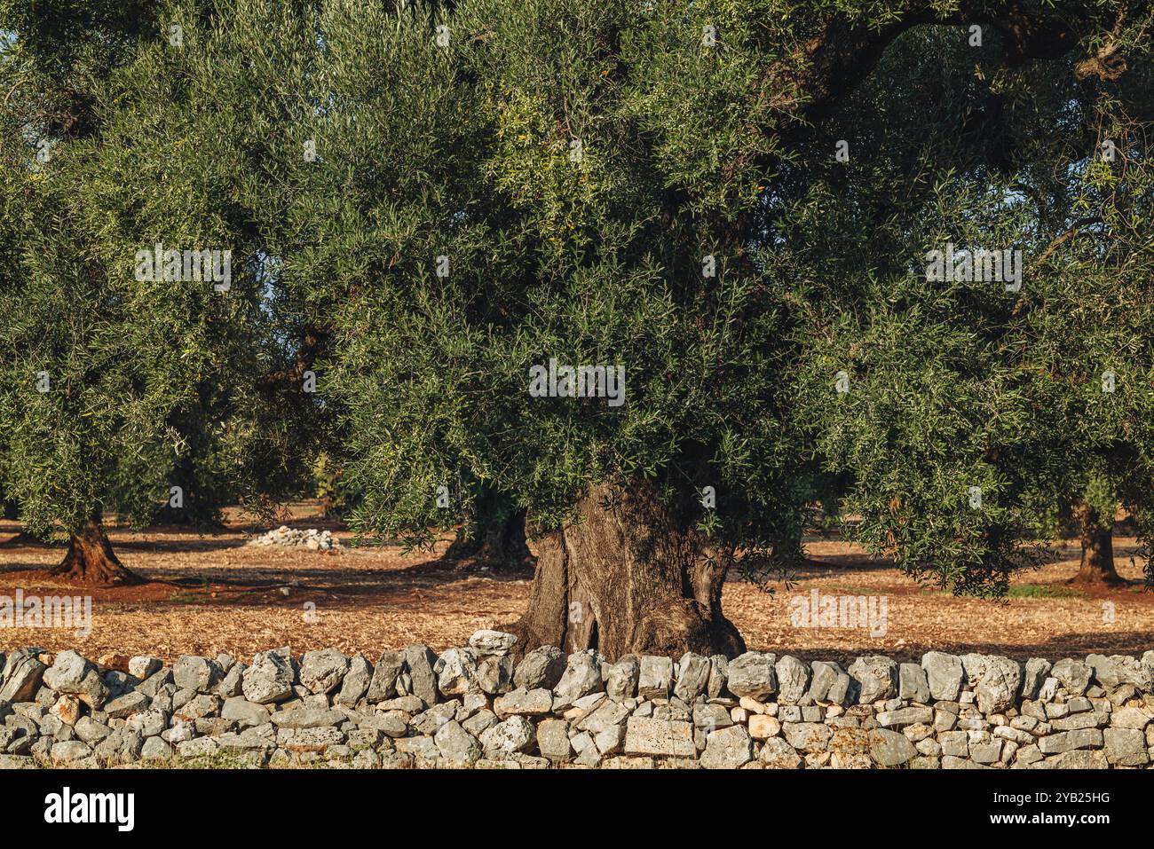 Puglia, majestic ancient olive tree stands in a vast rural landscape ...