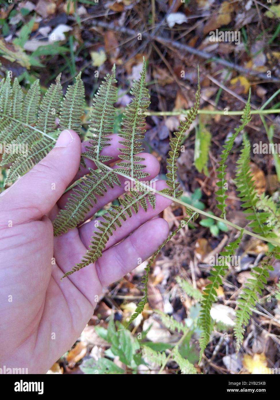 northern lady fern (Athyrium angustum) Plantae Stock Photo - Alamy