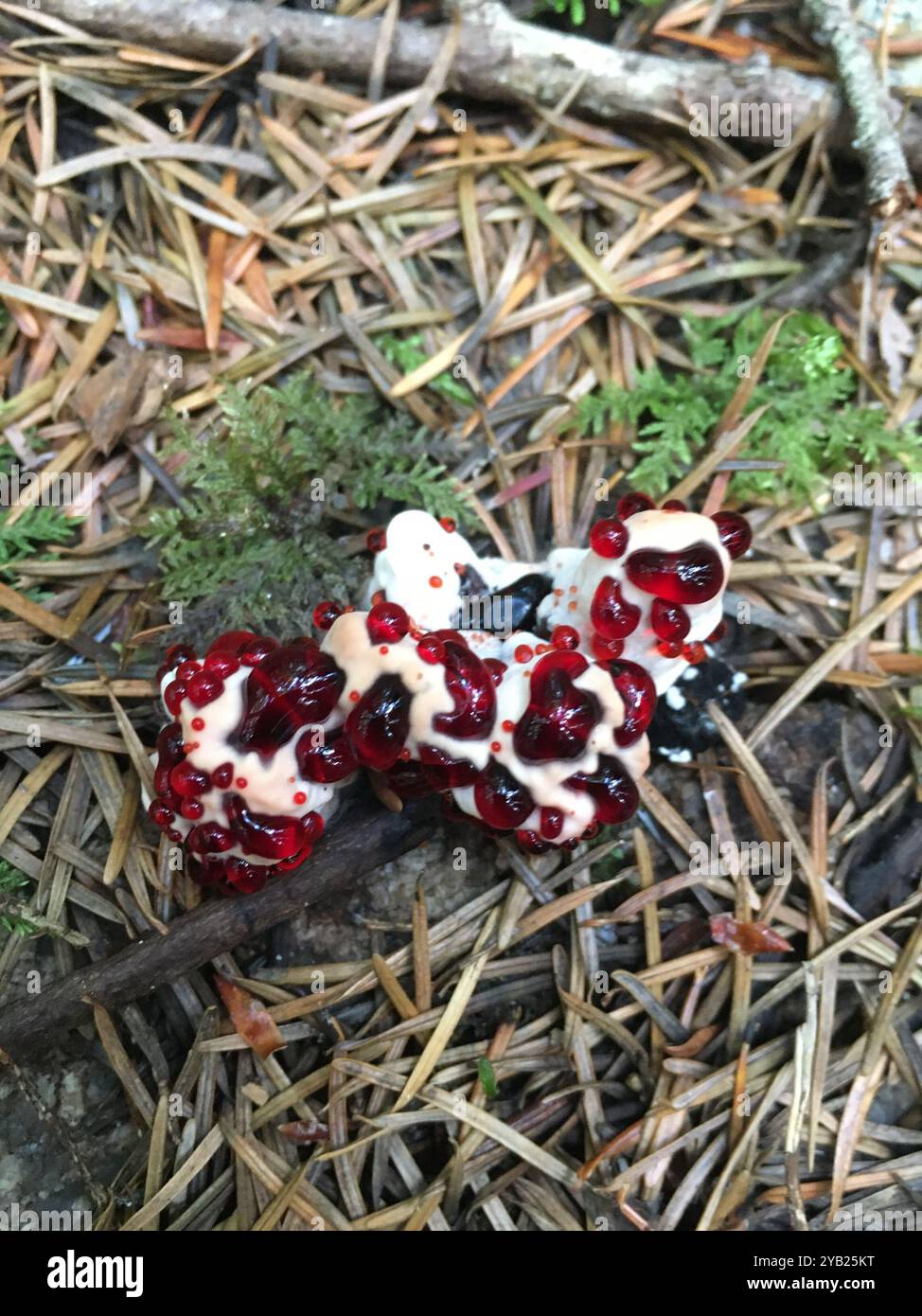 Hydnellum peckii hi-res stock photography and images - Alamy