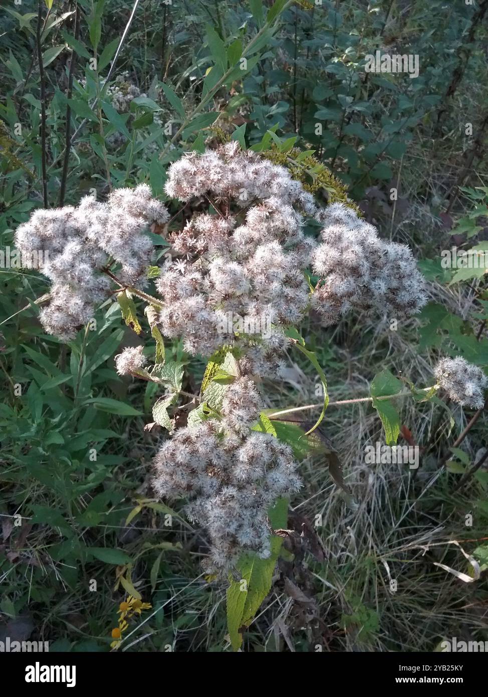 common boneset (Eupatorium perfoliatum) Plantae Stock Photo - Alamy