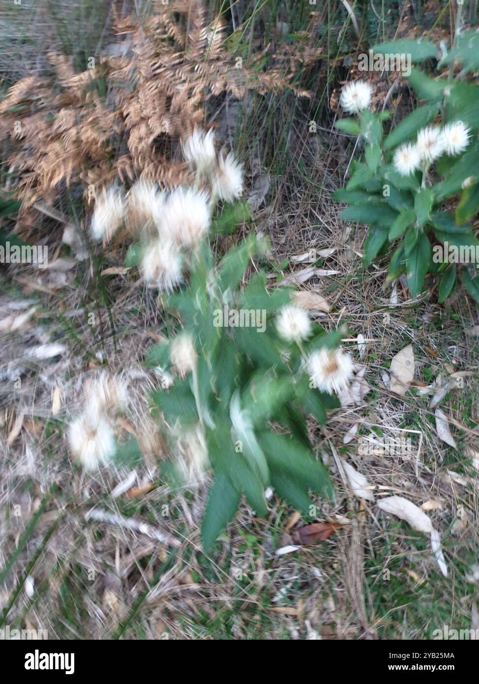 white paper daisy (Coronidium elatum) Plantae Stock Photo - Alamy