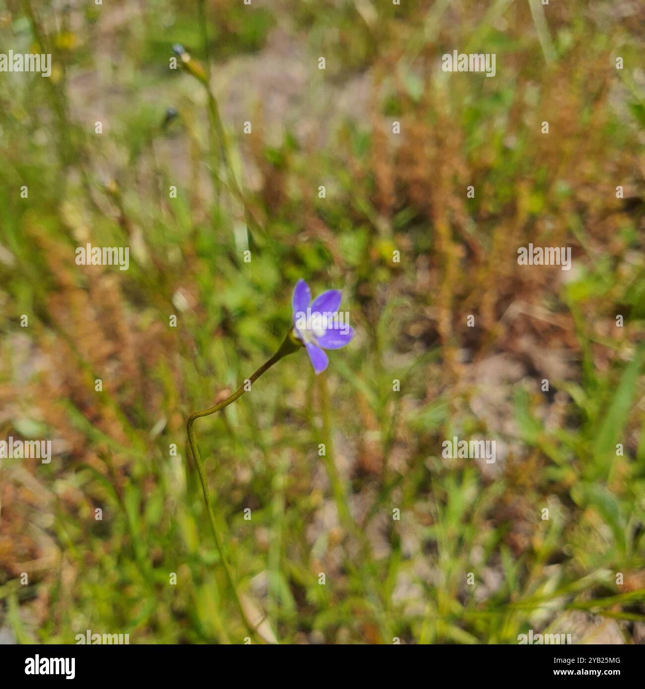 Tadgell's Bluebell (Wahlenbergia multicaulis) Plantae Stock Photo - Alamy