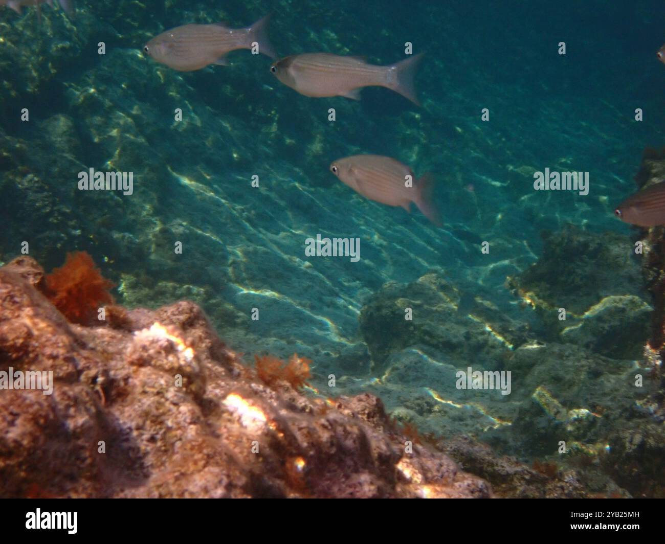 Mullets (Mugilidae) Actinopterygii Stock Photo - Alamy