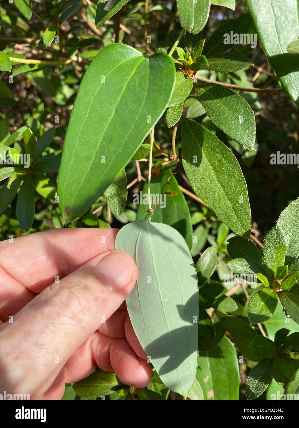 sawbrier (Smilax glauca) Plantae Stock Photo - Alamy