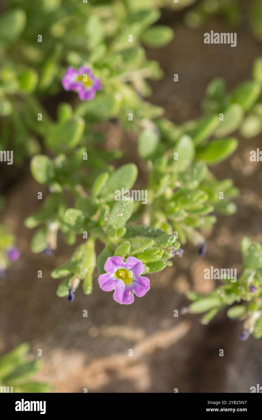 seaside petunia (Calibrachoa parviflora) Plantae Stock Photo - Alamy