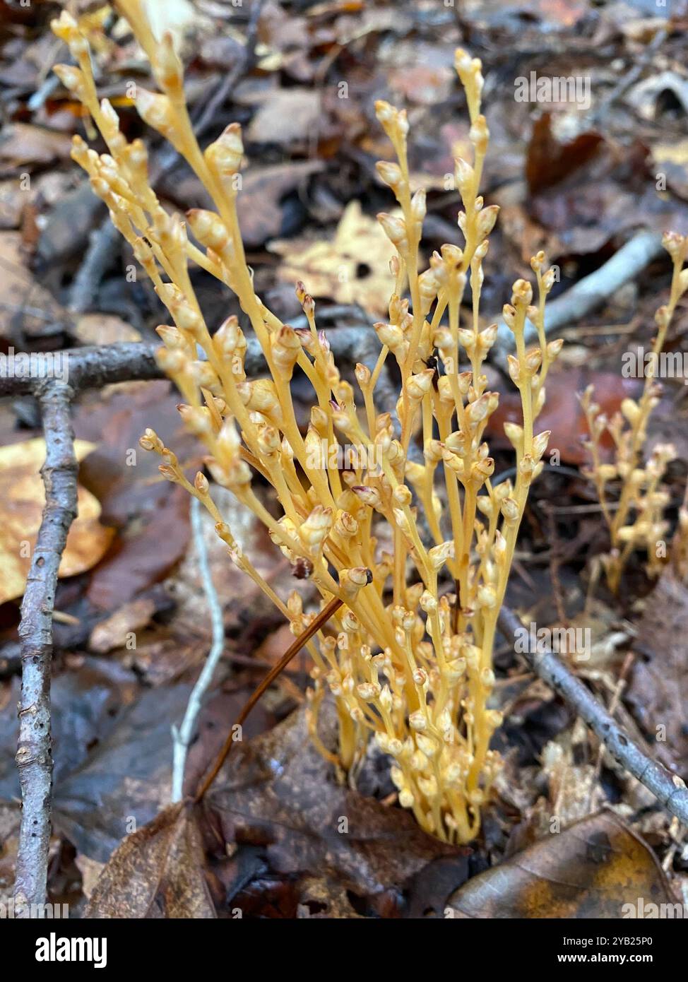 Beechdrops (Epifagus virginiana) Plantae Stock Photo - Alamy