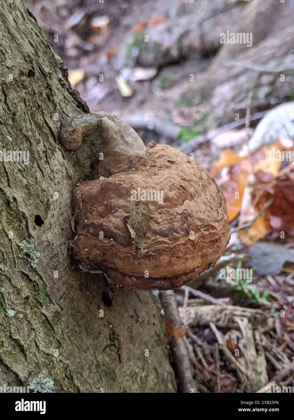 Hoof Fungus (Fomes fomentarius) Fungi Stock Photo - Alamy