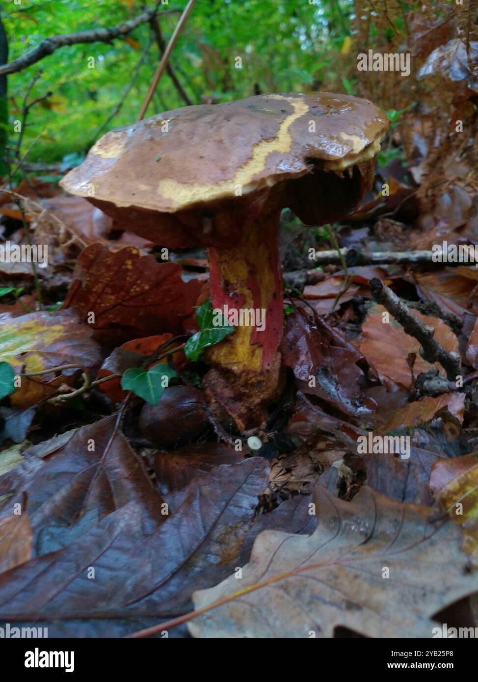 boletes (Boletaceae) Fungi Stock Photo - Alamy