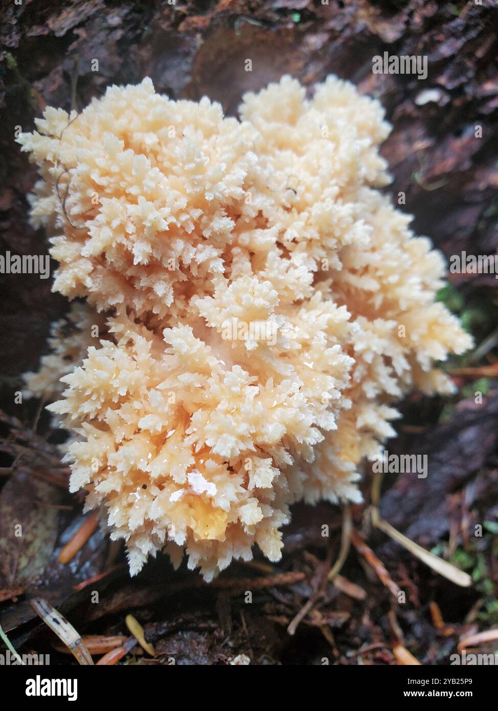 Coral tooth fungus (Hericium coralloides) Fungi Stock Photo - Alamy