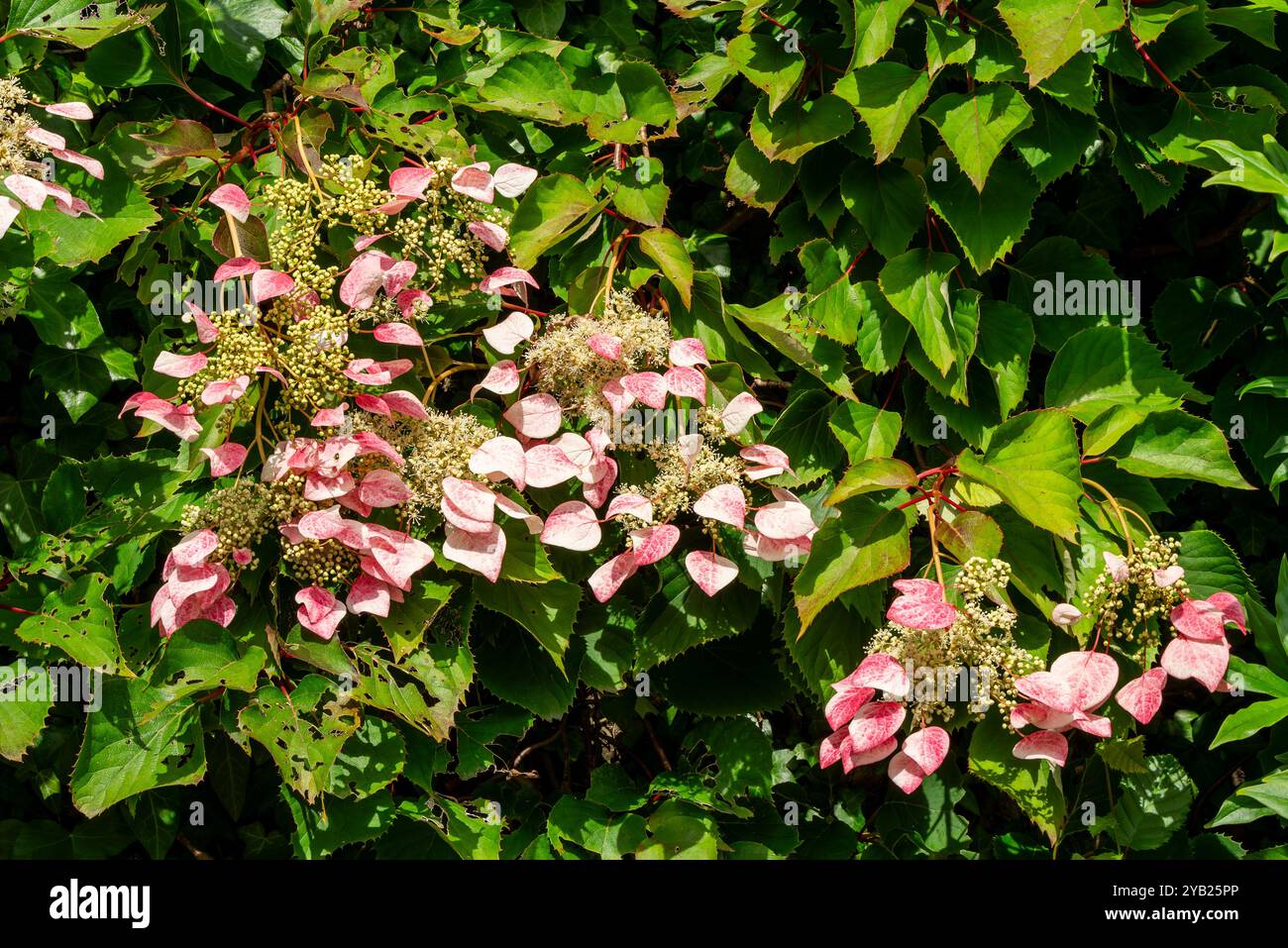 Schizophragma hydrangeoides 'Roseum' a summer flowering deciduous ...