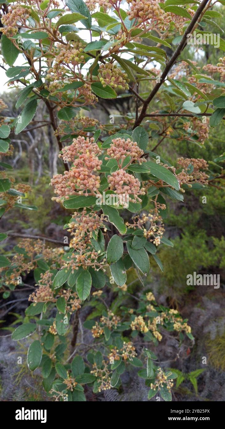 Kumarahou (Pomaderris kumeraho) Plantae Stock Photo - Alamy