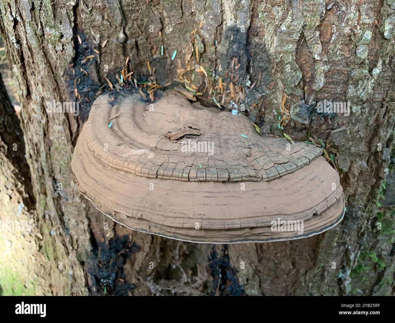 artist's bracket (Ganoderma applanatum) Fungi Stock Photo - Alamy