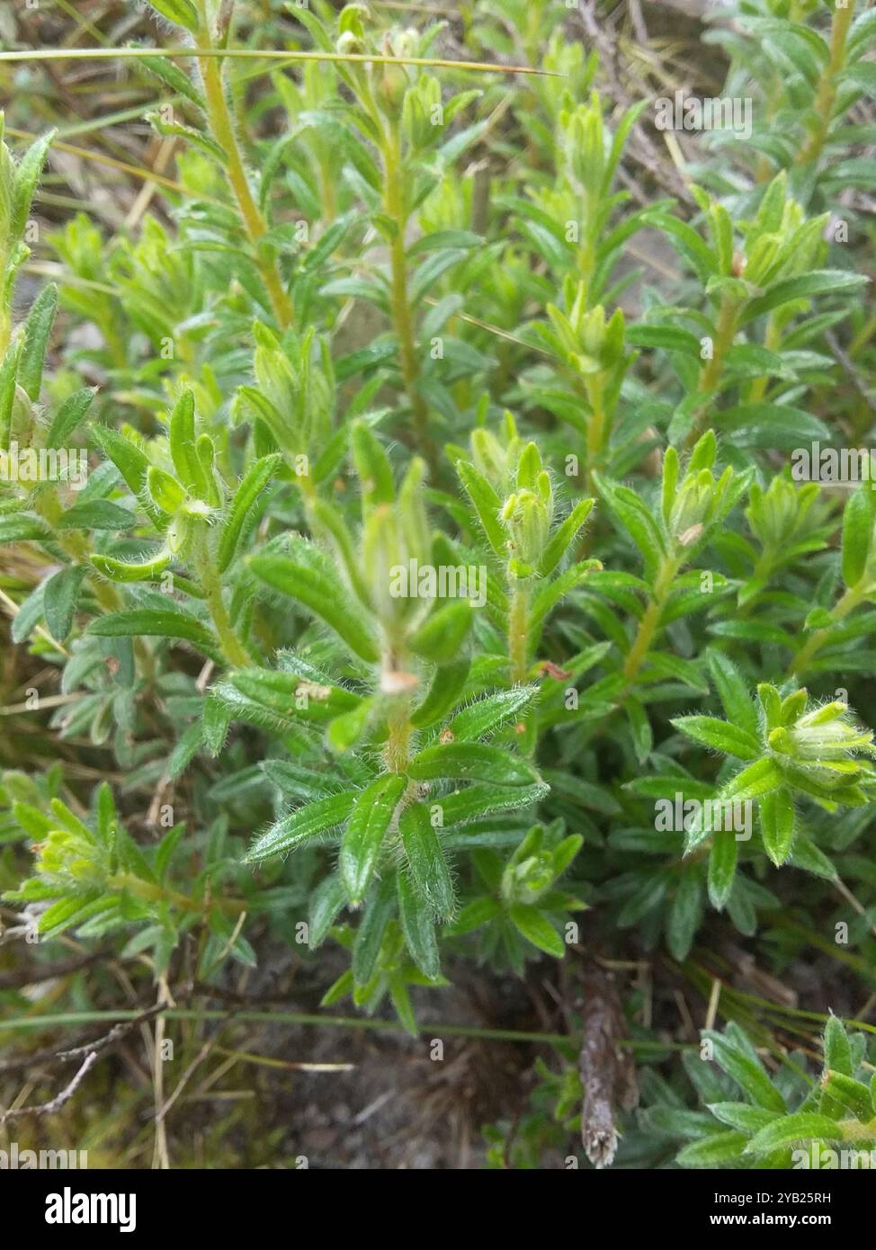 hill raspwort (Gonocarpus elatus) Plantae Stock Photo - Alamy