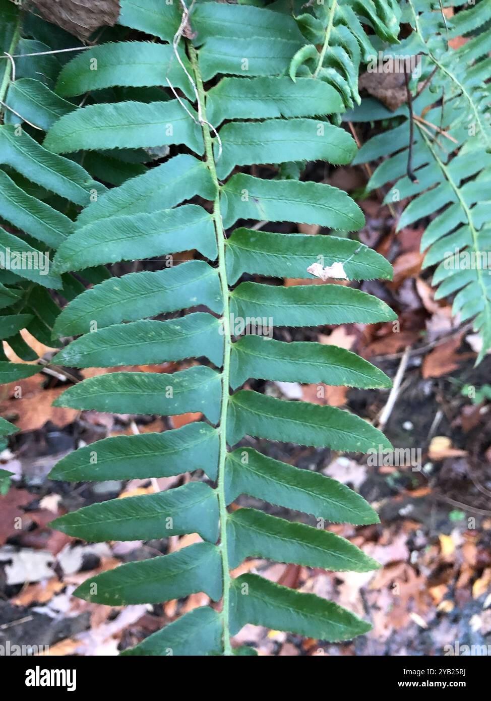 Christmas fern (Polystichum acrostichoides) Plantae Stock Photo - Alamy