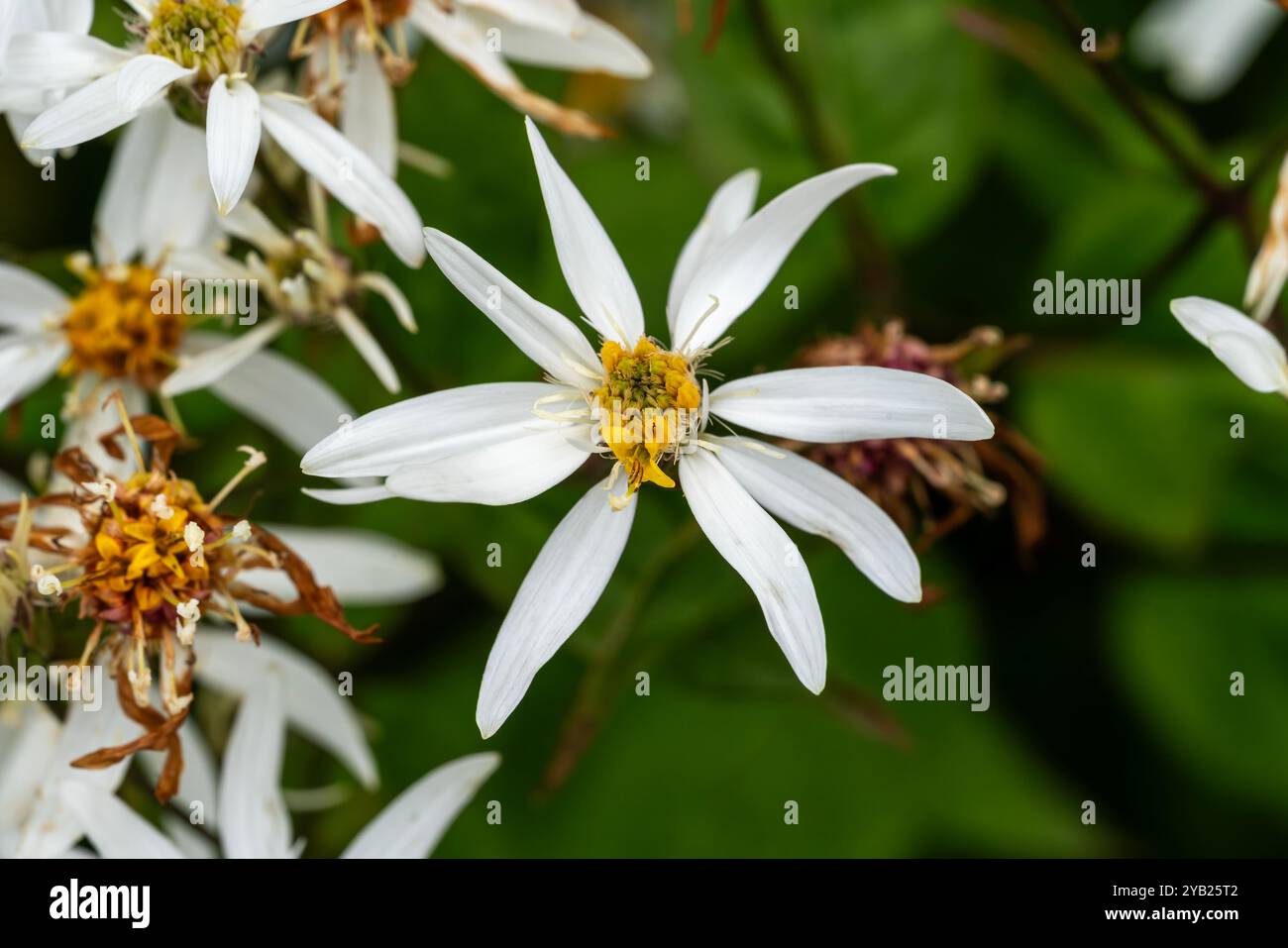 Aster divaricatus a summer autumn fall flowering plant with a white ...