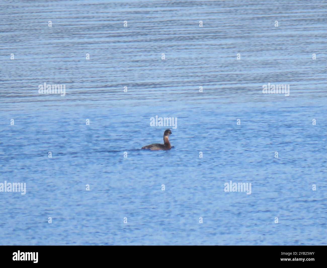 Pied-billed Grebe (Podilymbus podiceps) Aves Stock Photo - Alamy