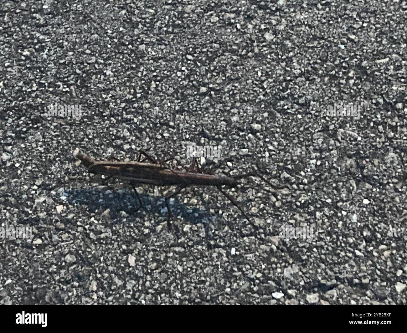 Southern Two-striped Walkingstick (Anisomorpha buprestoides) Insecta ...
