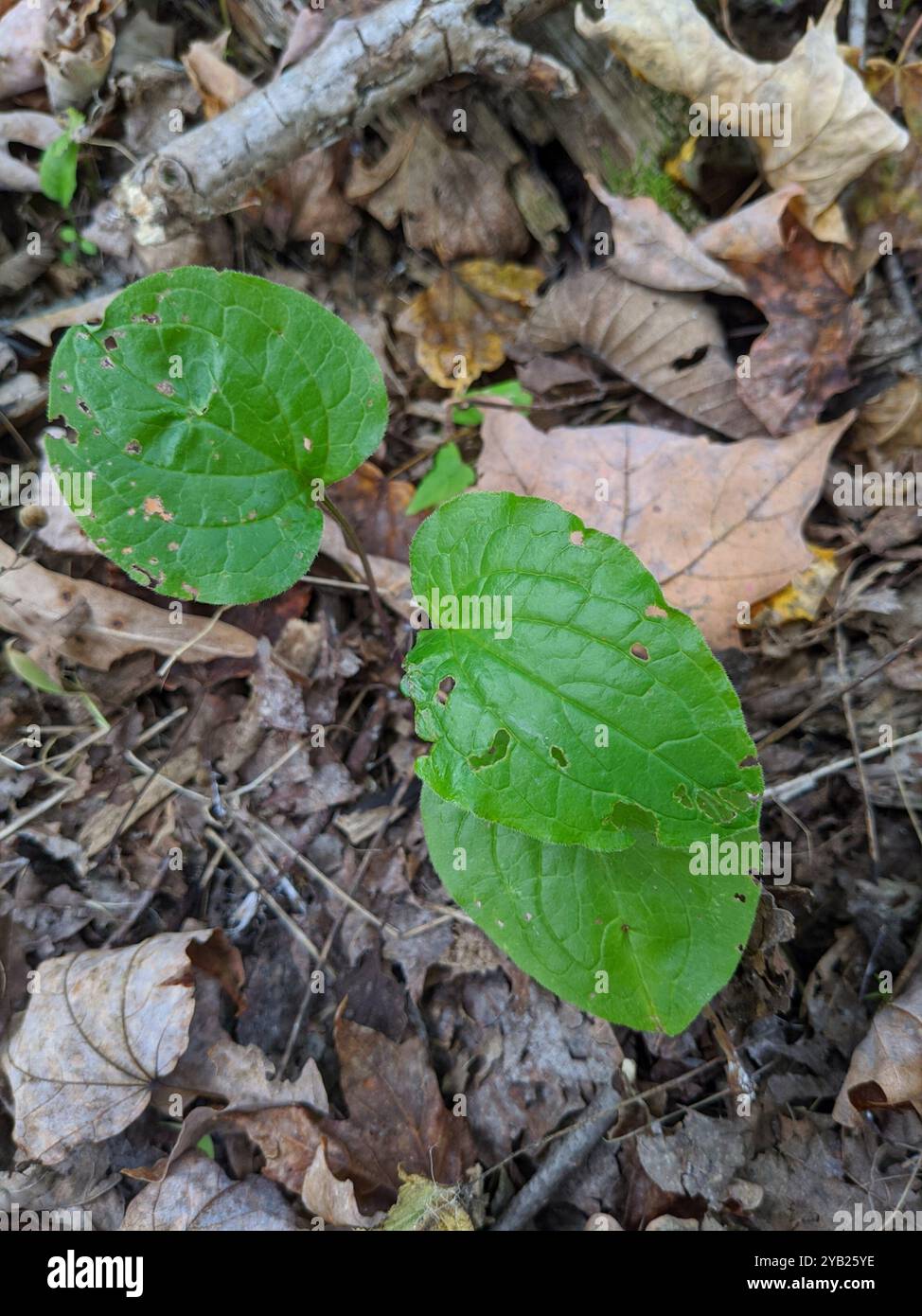 virginia stickseed (Hackelia virginiana) Plantae Stock Photo - Alamy