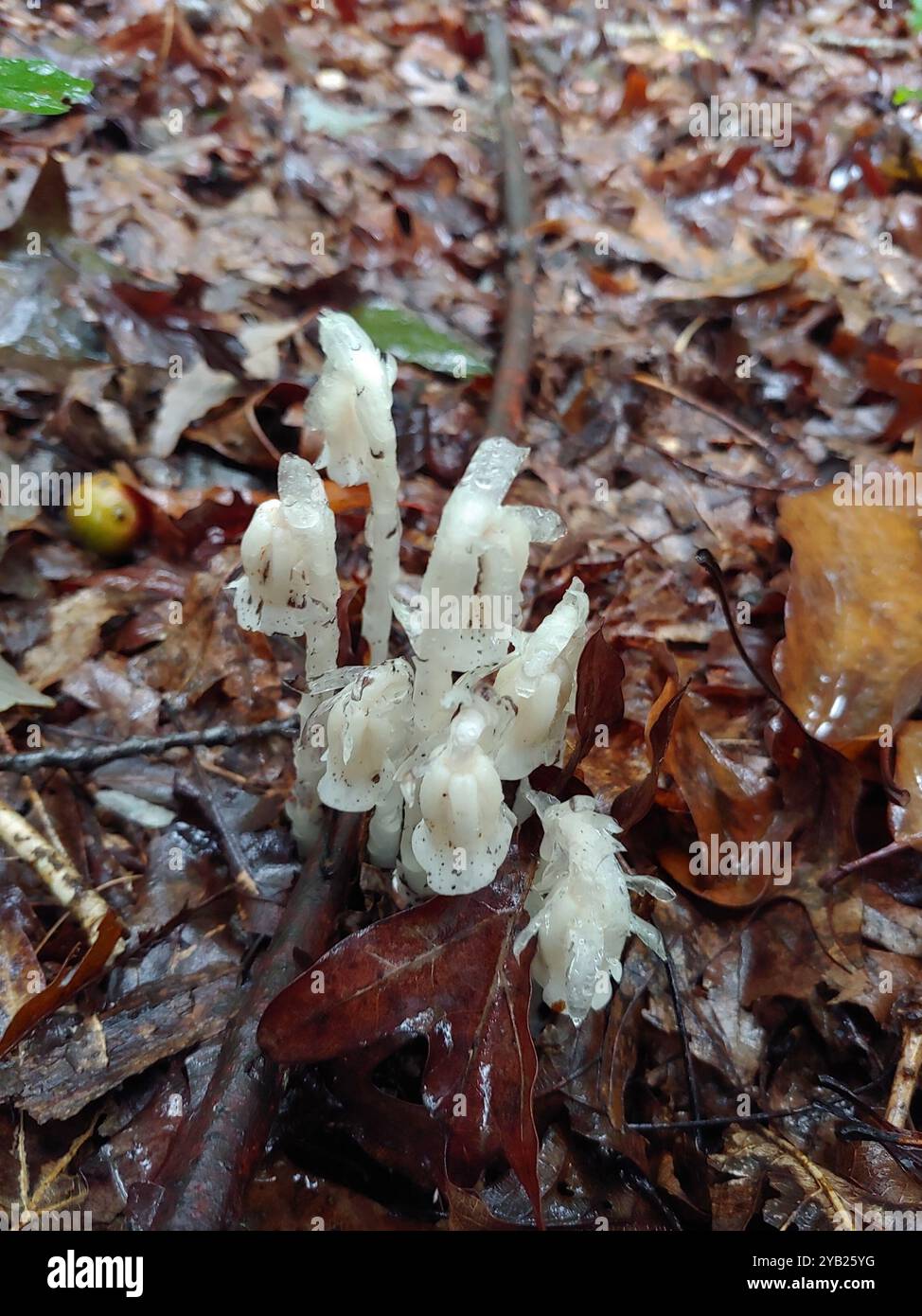 Ghost Pipe (Monotropa uniflora) Plantae Stock Photo - Alamy