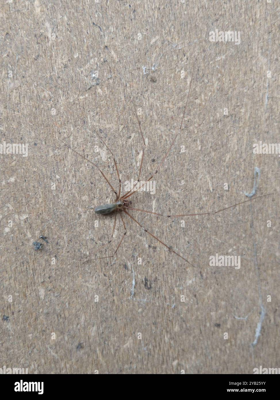Long-bodied Cellar Spider (Pholcus phalangioides) Arachnida Stock Photo ...