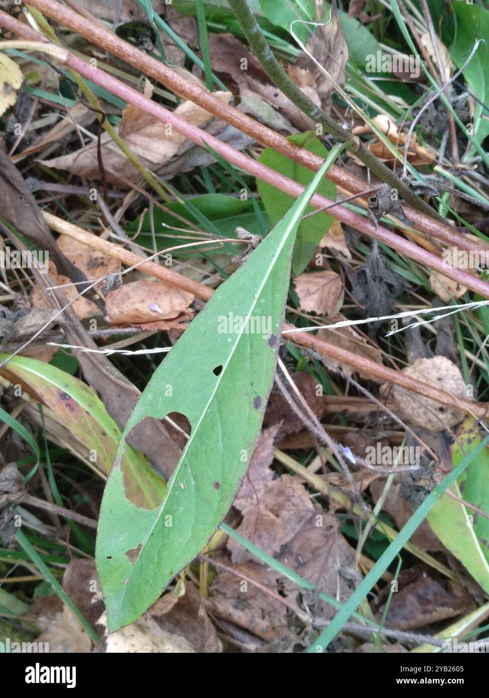 Devil's-bit Scabious (Succisa pratensis) Plantae Stock Photo - Alamy